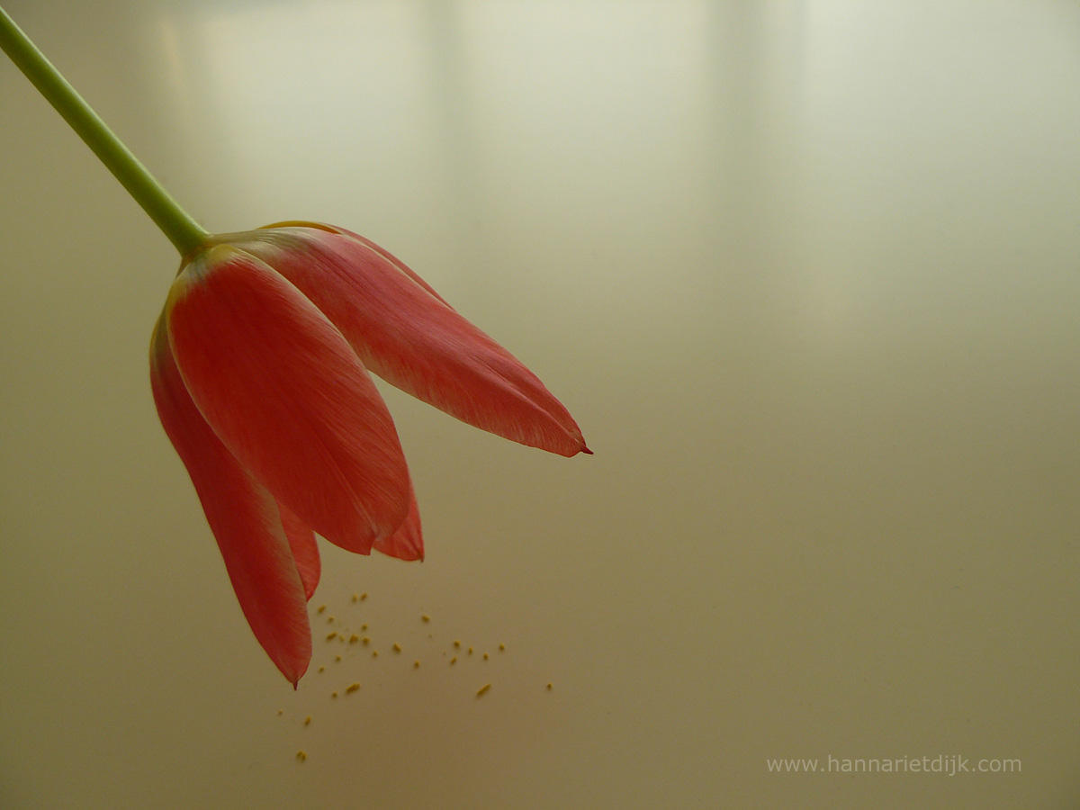 Sad Saturday – Creator's Joy
